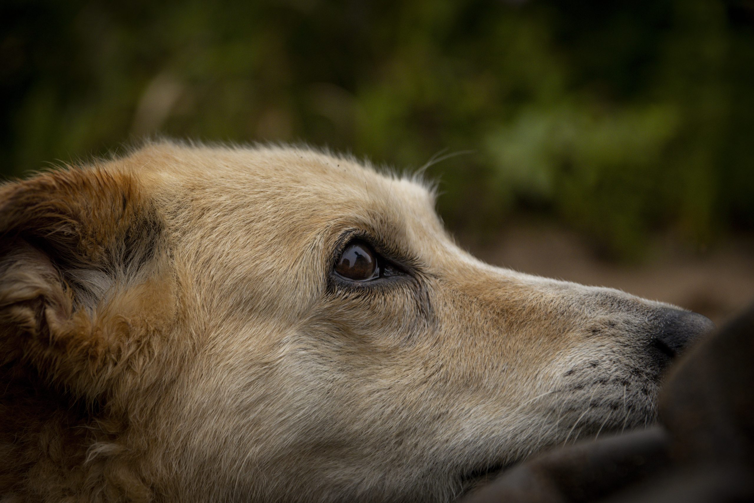 "Dollar Dog" by Tim Myers - International Fly Fishing Film Festival®